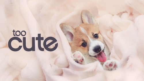 Watch Too Cute! Season 5 | Discovery Plus