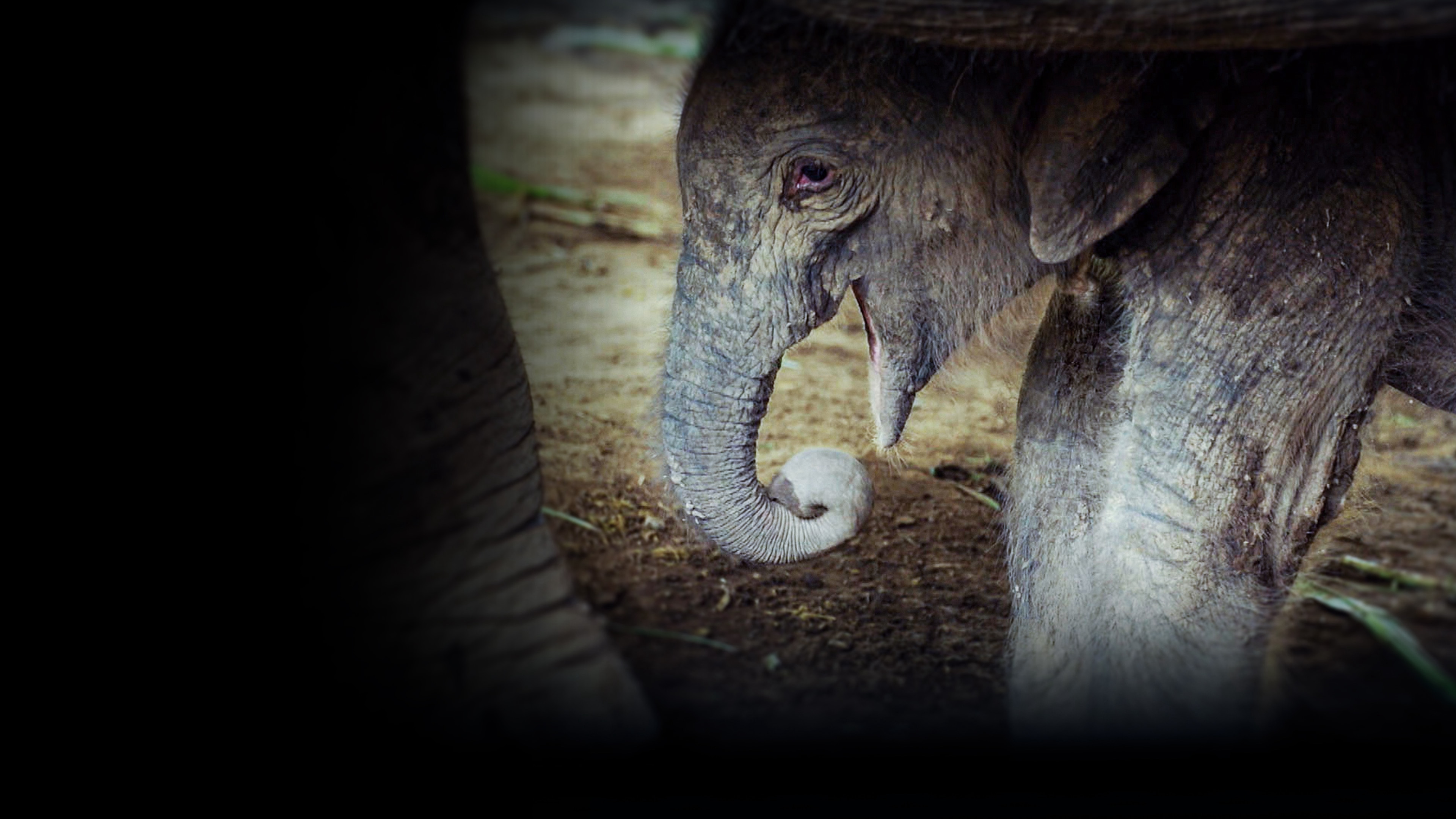 Ver Wild Frank: elefantes increíbles | Max