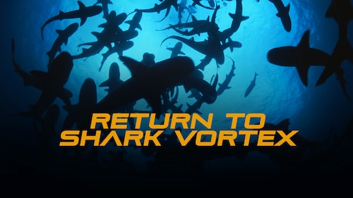 Watch Return to Shark Vortex | discovery+