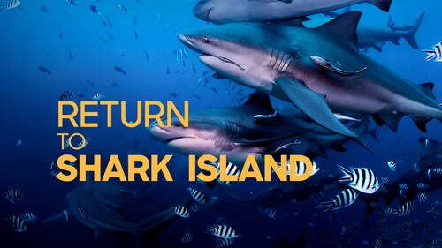 Watch Return to Shark Island | discovery+