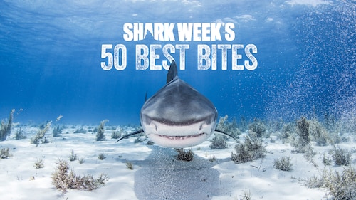 Watch Shark Week's 50 Best Bites | discovery+