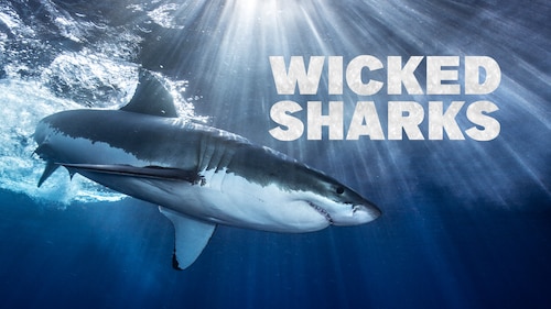 Watch Wicked Sharks | HBO Max