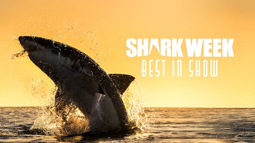 Watch SW21: Shark Week Best In Show | discovery+
