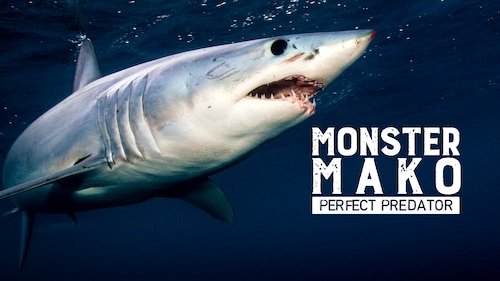 Watch Monster Mako: Perfect Predator | discovery+