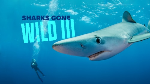 Watch Sharks Gone Wild 3 | discovery+
