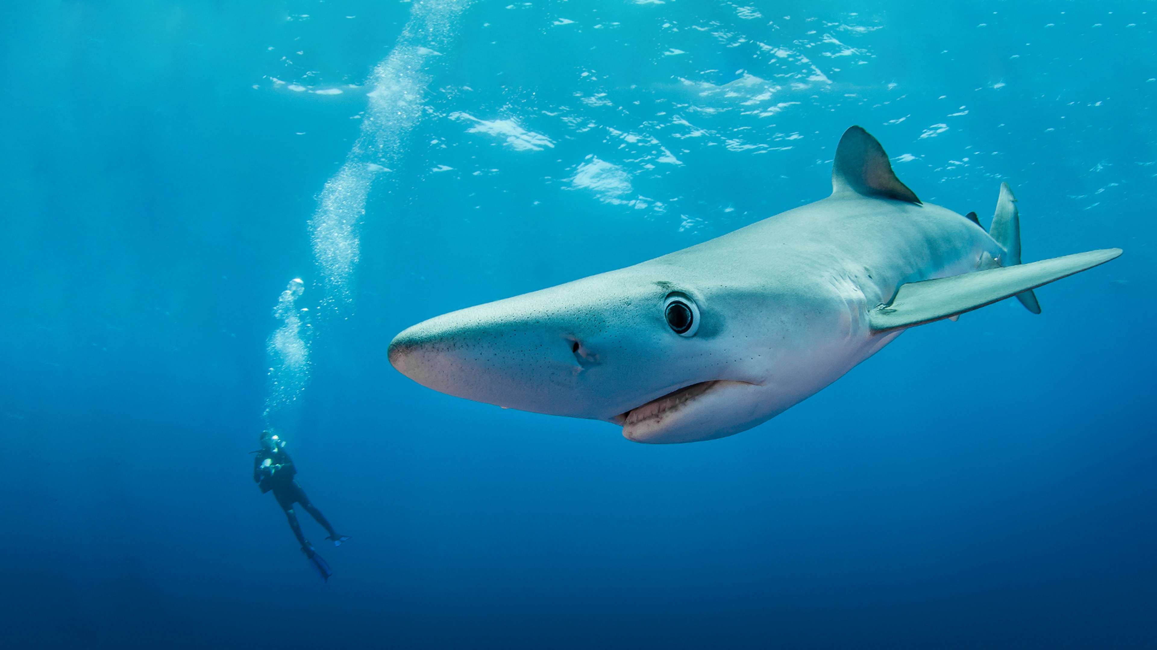 Ver Tiburones en la mira 3 | HBO Max