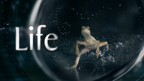 Watch Life | discovery+