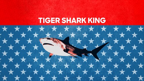 Watch Tiger Shark King | discovery+