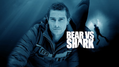 Watch Bear vs. Shark | discovery+