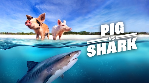 Watch Pig vs. Shark | discovery+