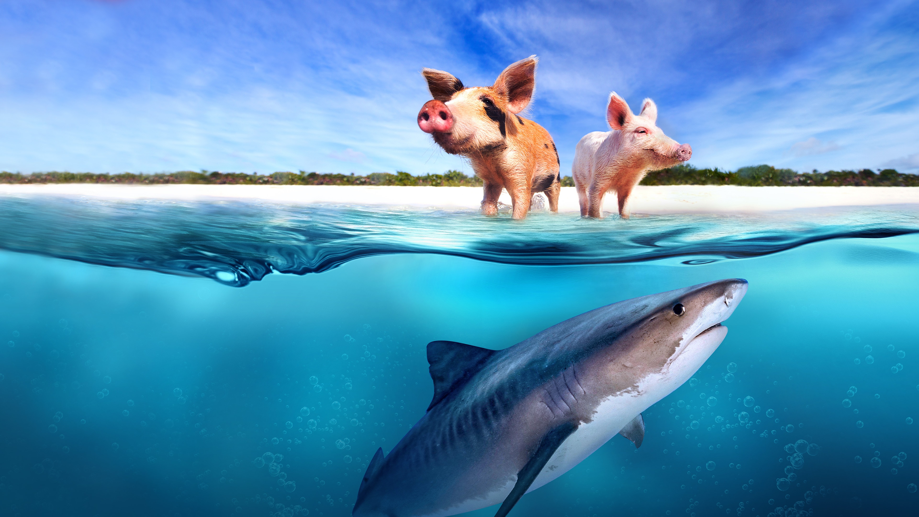 Watch Pig vs. Shark | HBO Max