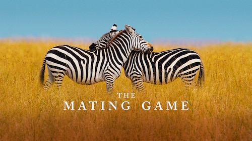 Watch The Mating Game | Season 1 Episode 4 | HBO Max