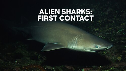 Watch Alien Sharks: First Contact | discovery+