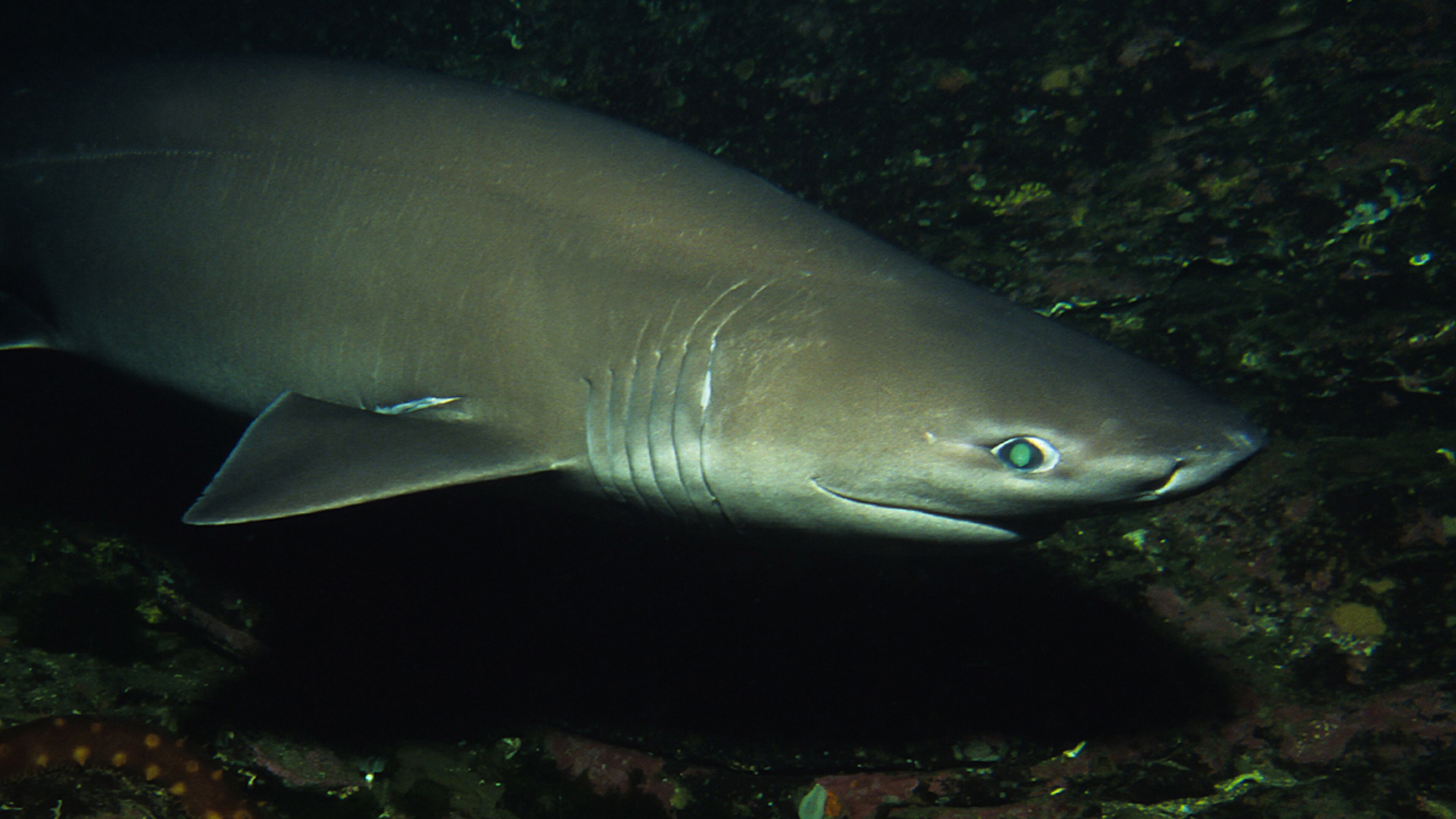 Watch Alien Sharks: First Contact | Max