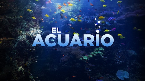 Ver El acuario Temporada 2 Episodio 9 - Expedición tiburones ballena ...