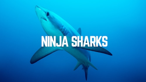 Watch Ninja Sharks | Season 1 Episode 5 | discovery+