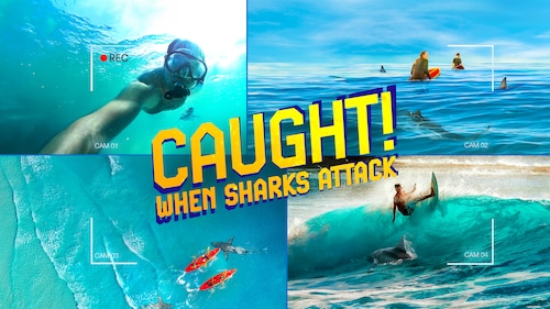 Watch Caught! When Sharks Attack | HBO Max
