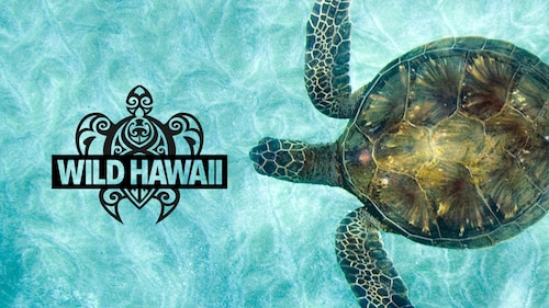 Watch Wild Hawaii | discovery+