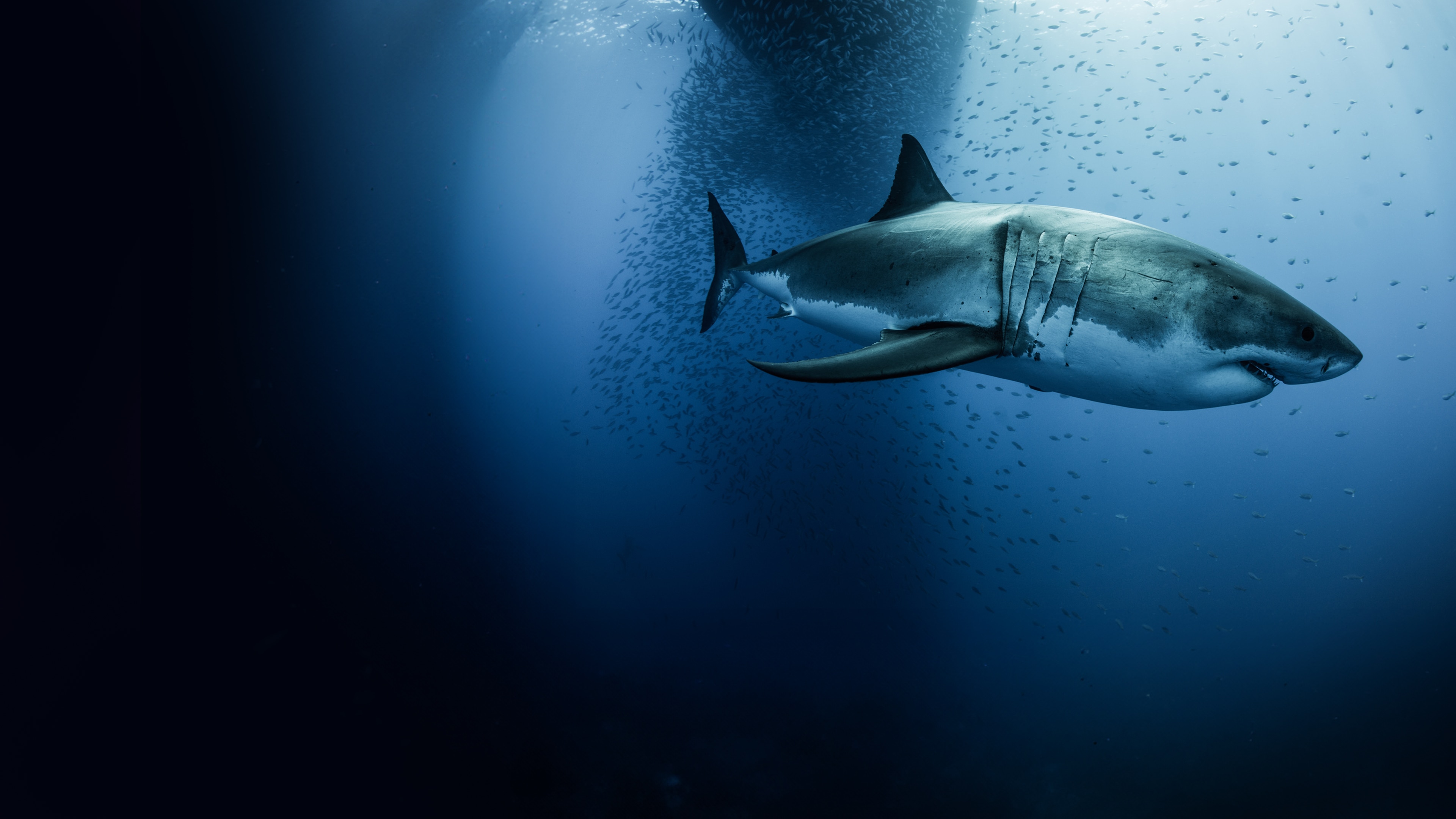 Watch Megalodon: The New Evidence | HBO Max