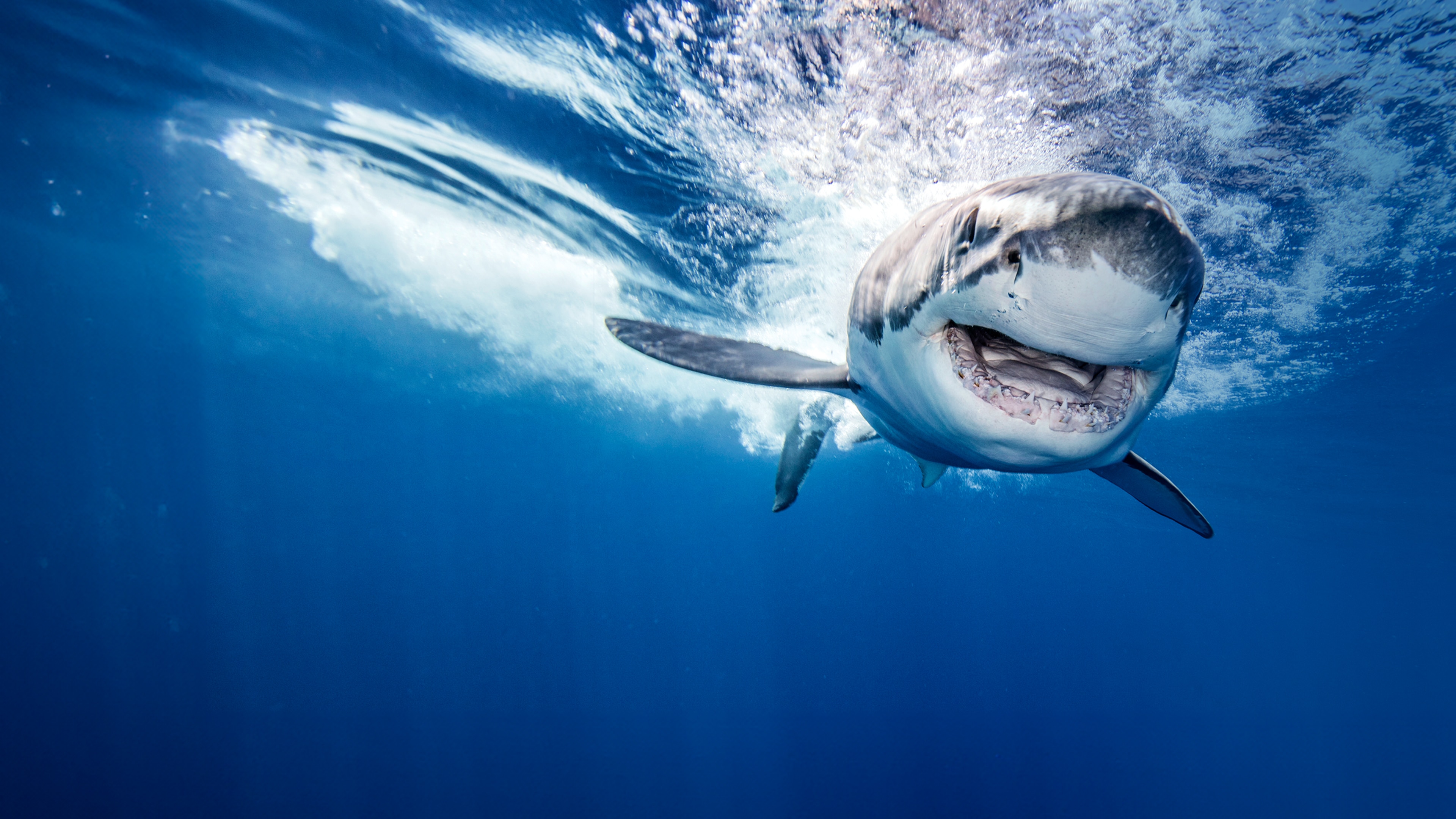 Watch Jaws Comes Home | HBO Max