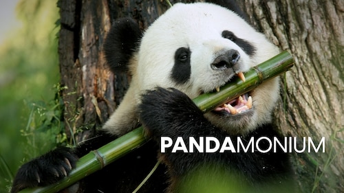 Watch Pandamonium | discovery+