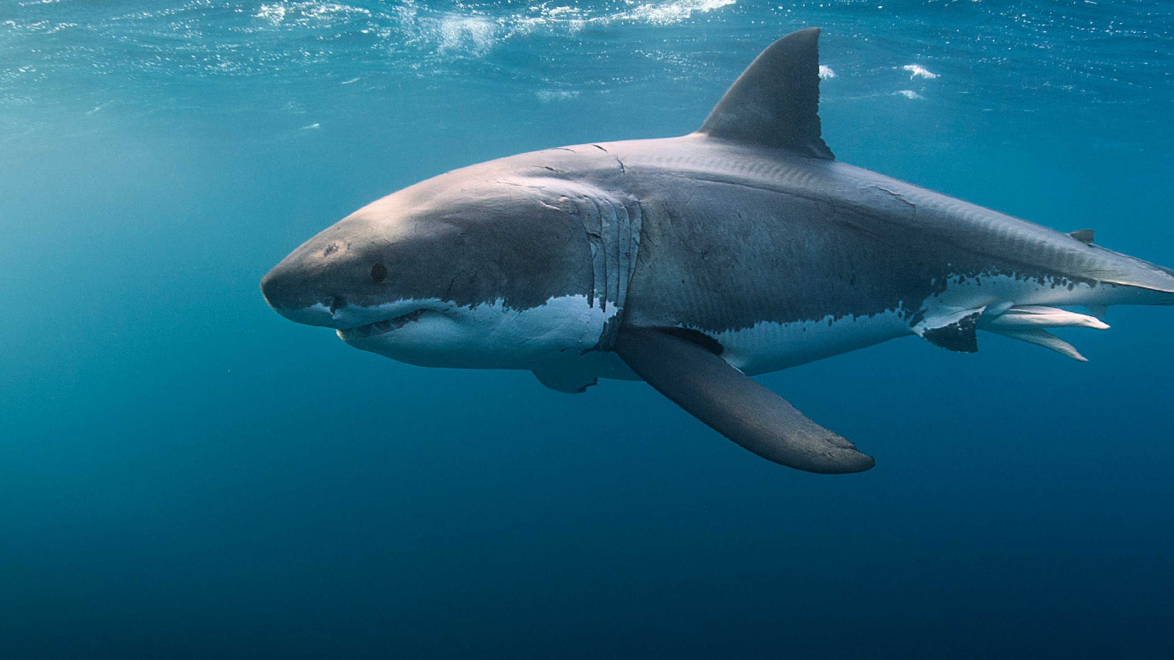 Ver Las dos tribus de tiburones blancos | HBO Max