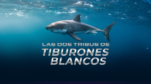 Ver Las dos tribus de tiburones blancos | Max