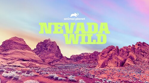 Watch Nevada Wild | Season 1 Episode 2 | discovery+