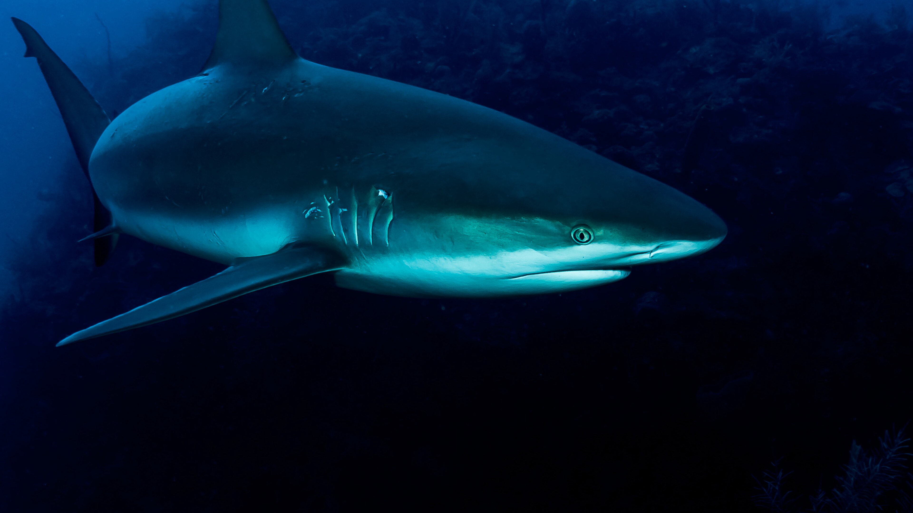 Watch Extinct or Alive: The Lost Shark | Max