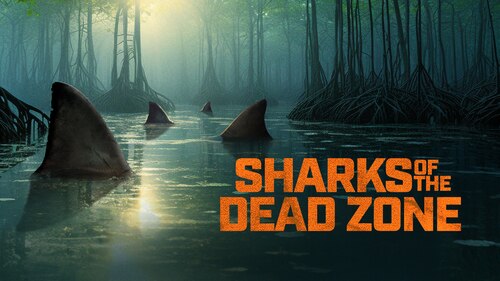 Watch Sharks of the Dead Zone | HBO Max
