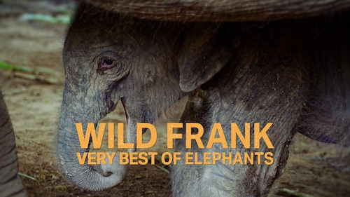 Disfruta Wild Frank: El nacimiento de un elefante | HBO Max