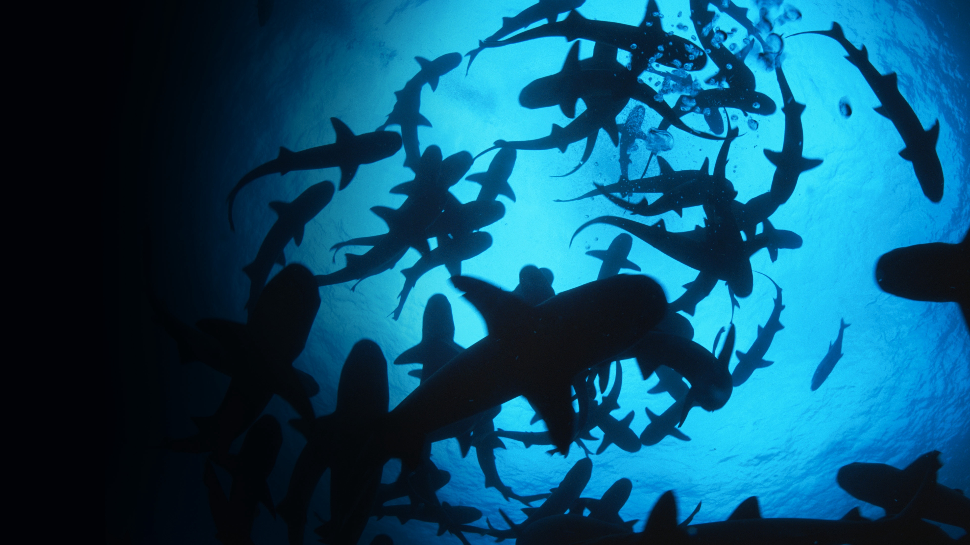 Watch Return to Shark Vortex | Max