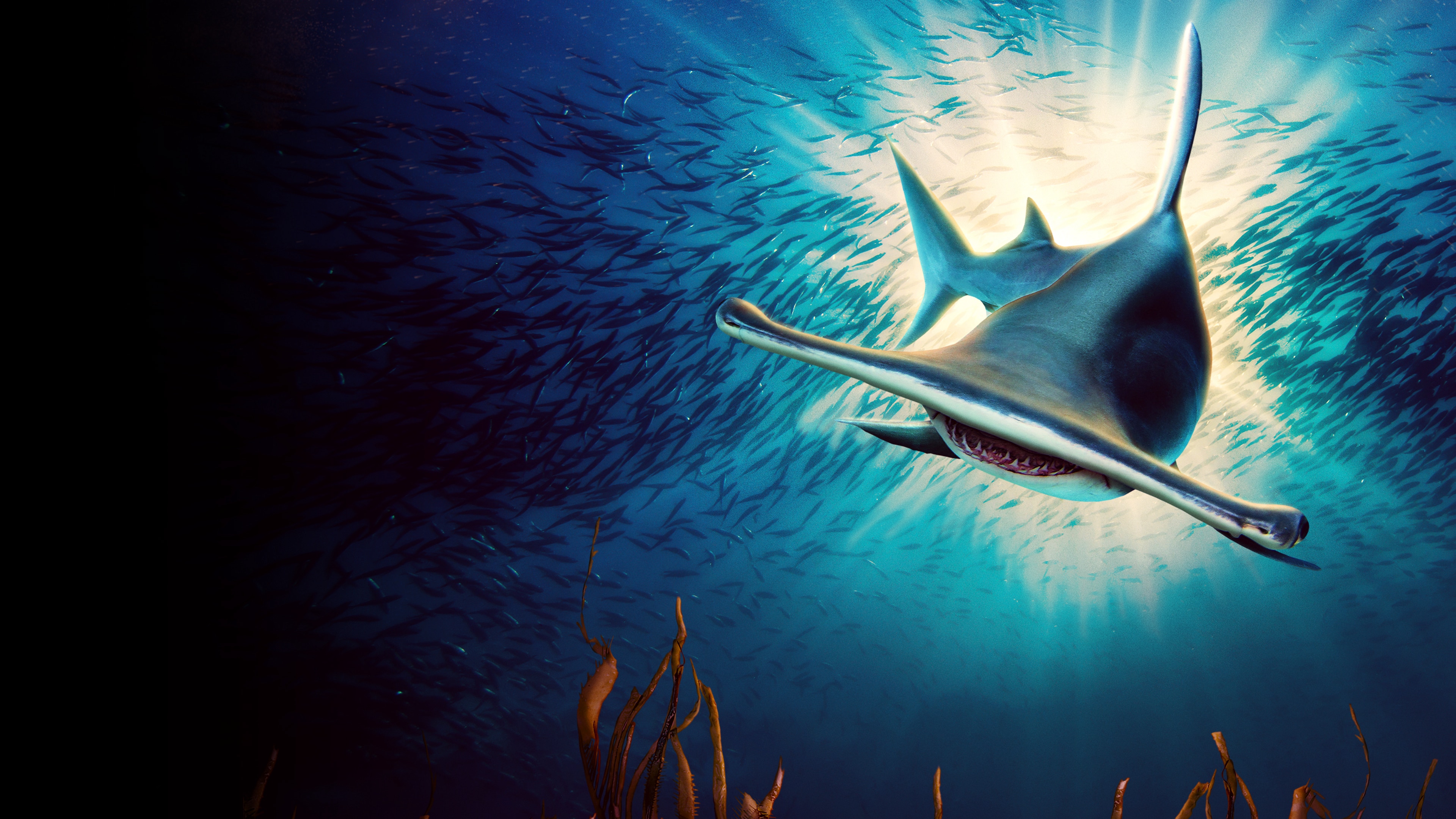 Watch Monster Hammerheads: Killer Instinct | HBO Max