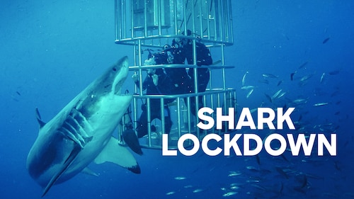 Watch Shark Lockdown | discovery+
