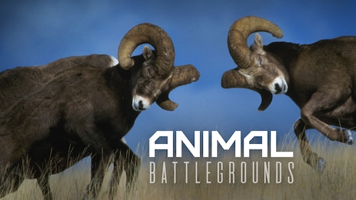 Watch Animal Battlegrounds | discovery+