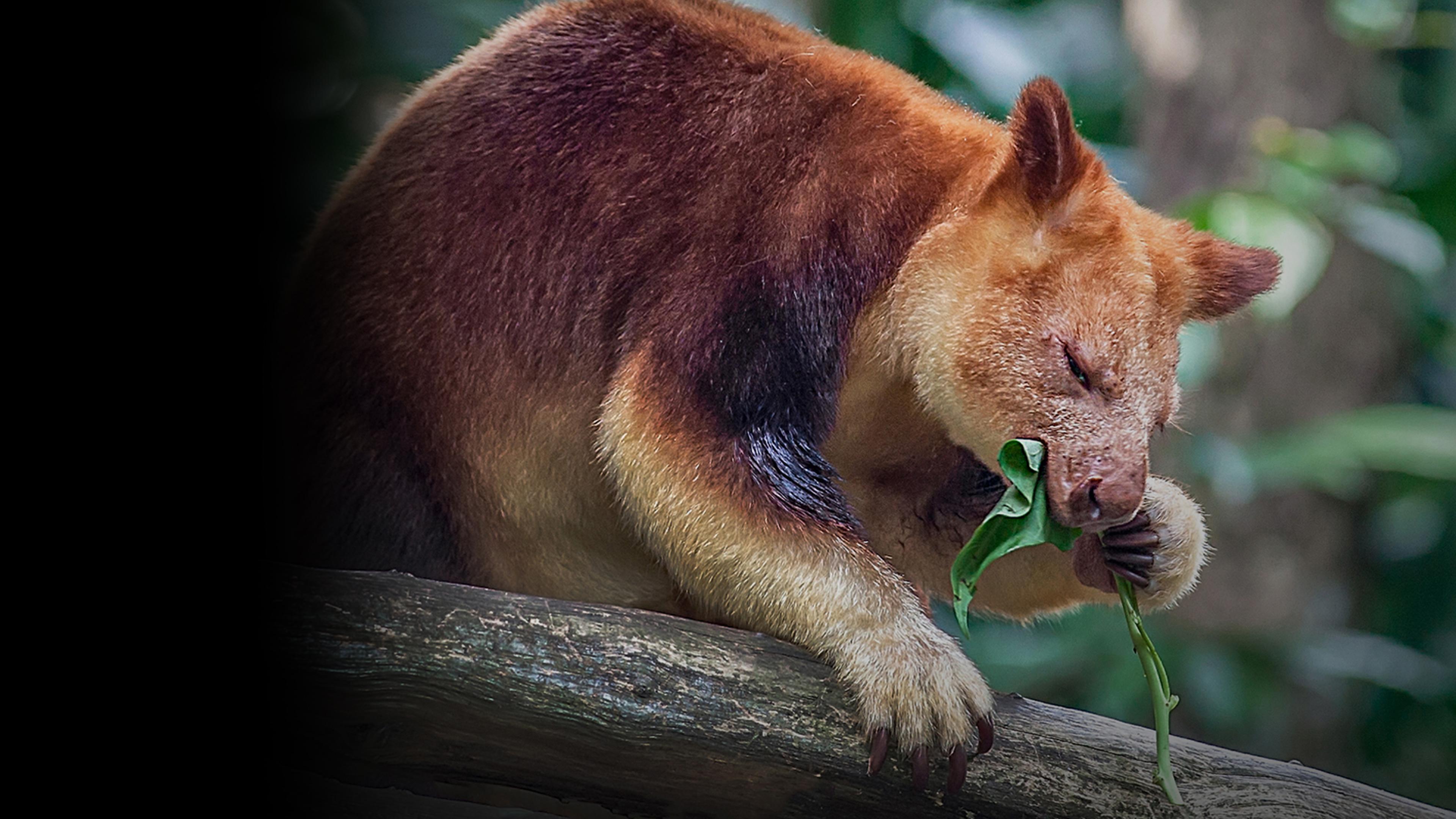 Watch The Zoo Season 4 | Max