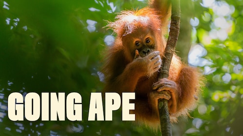 Watch Going Ape | discovery+