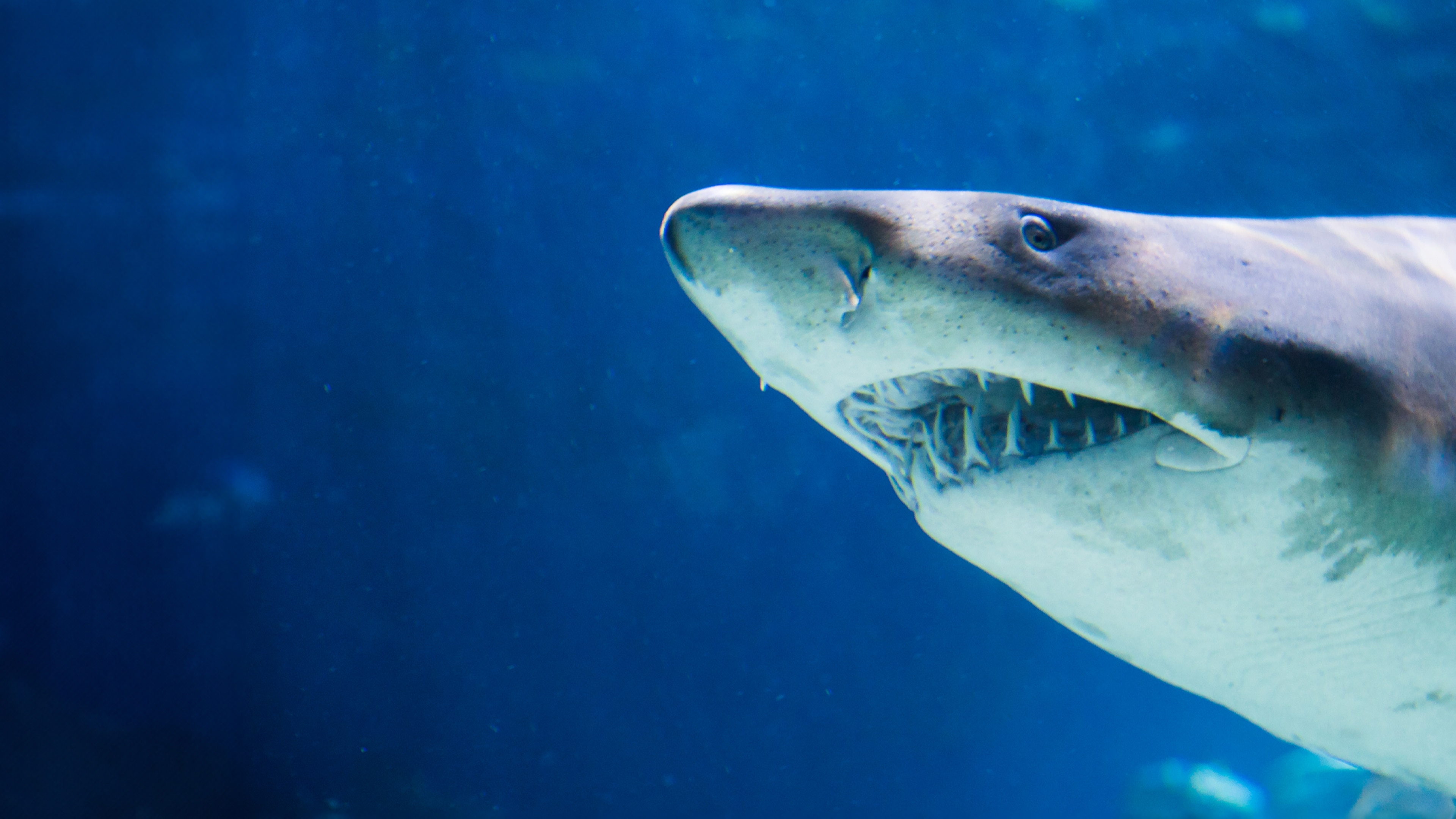 Ver La leyenda del tiburón Phred | HBO Max