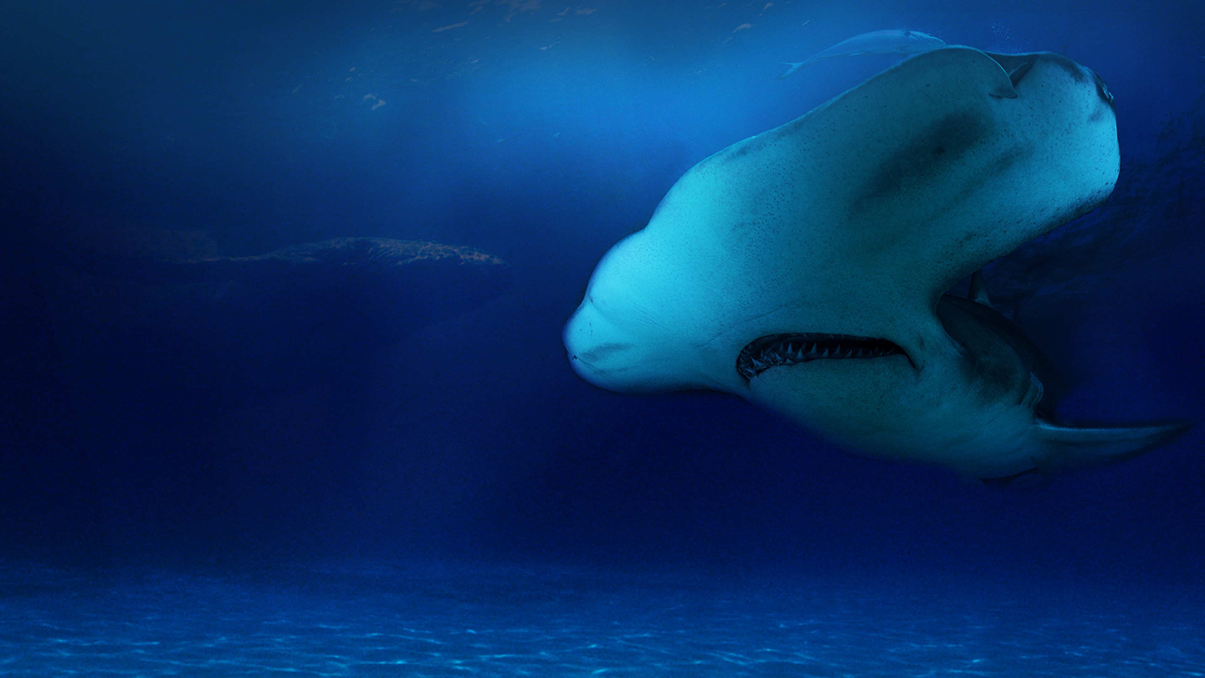 Ver Tiburones martillo: Apetito letal | HBO Max