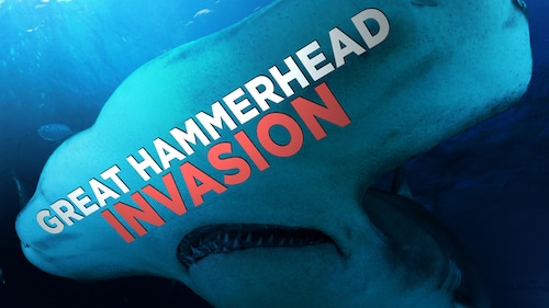 Watch Great Hammerhead Invasion | discovery+