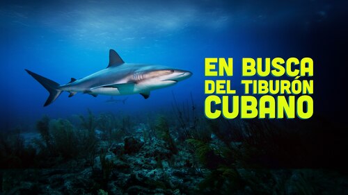 Ver En busca del tiburón cubano | HBO Max