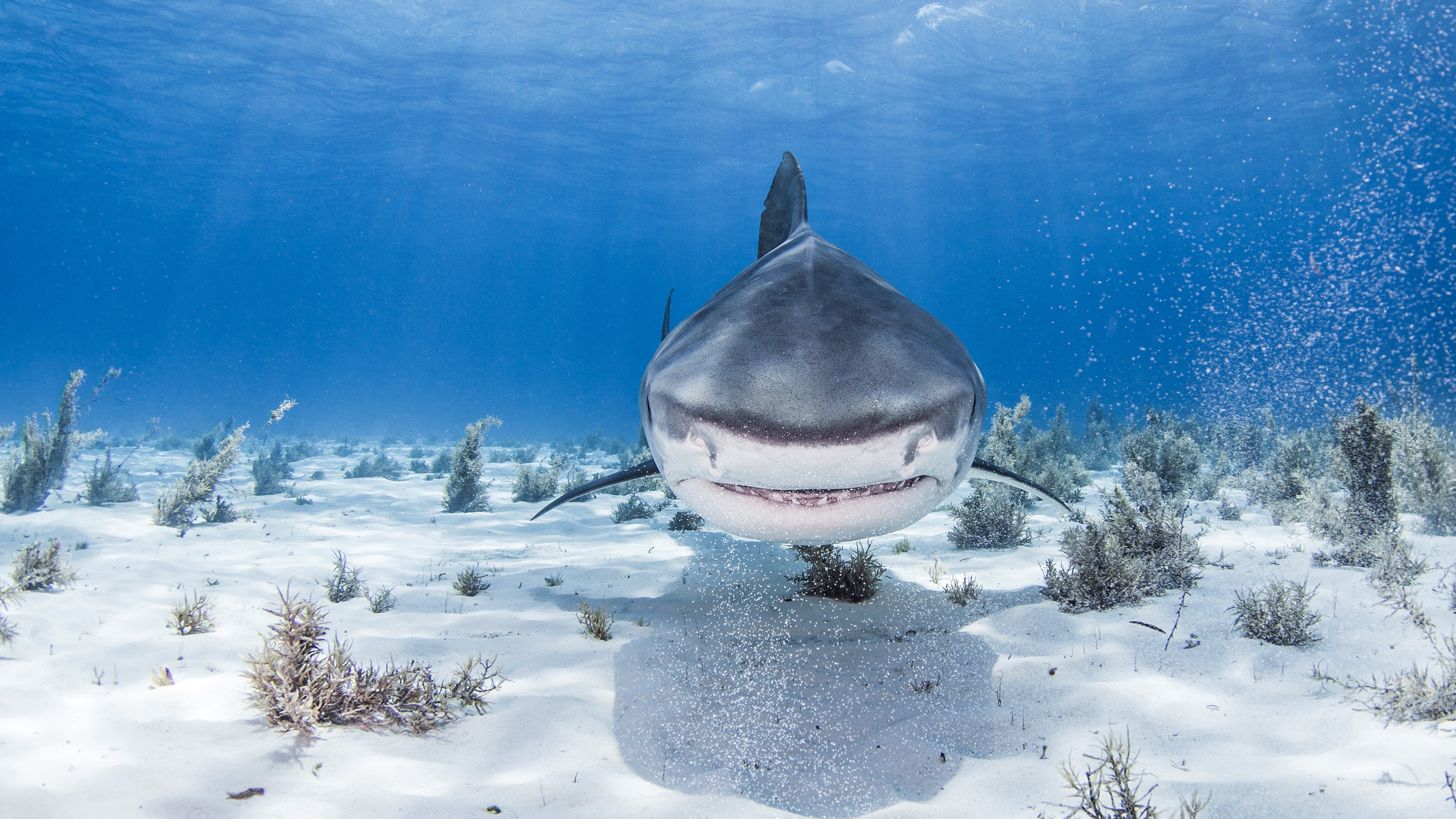 Watch Shark Week's 50 Best Bites | Max