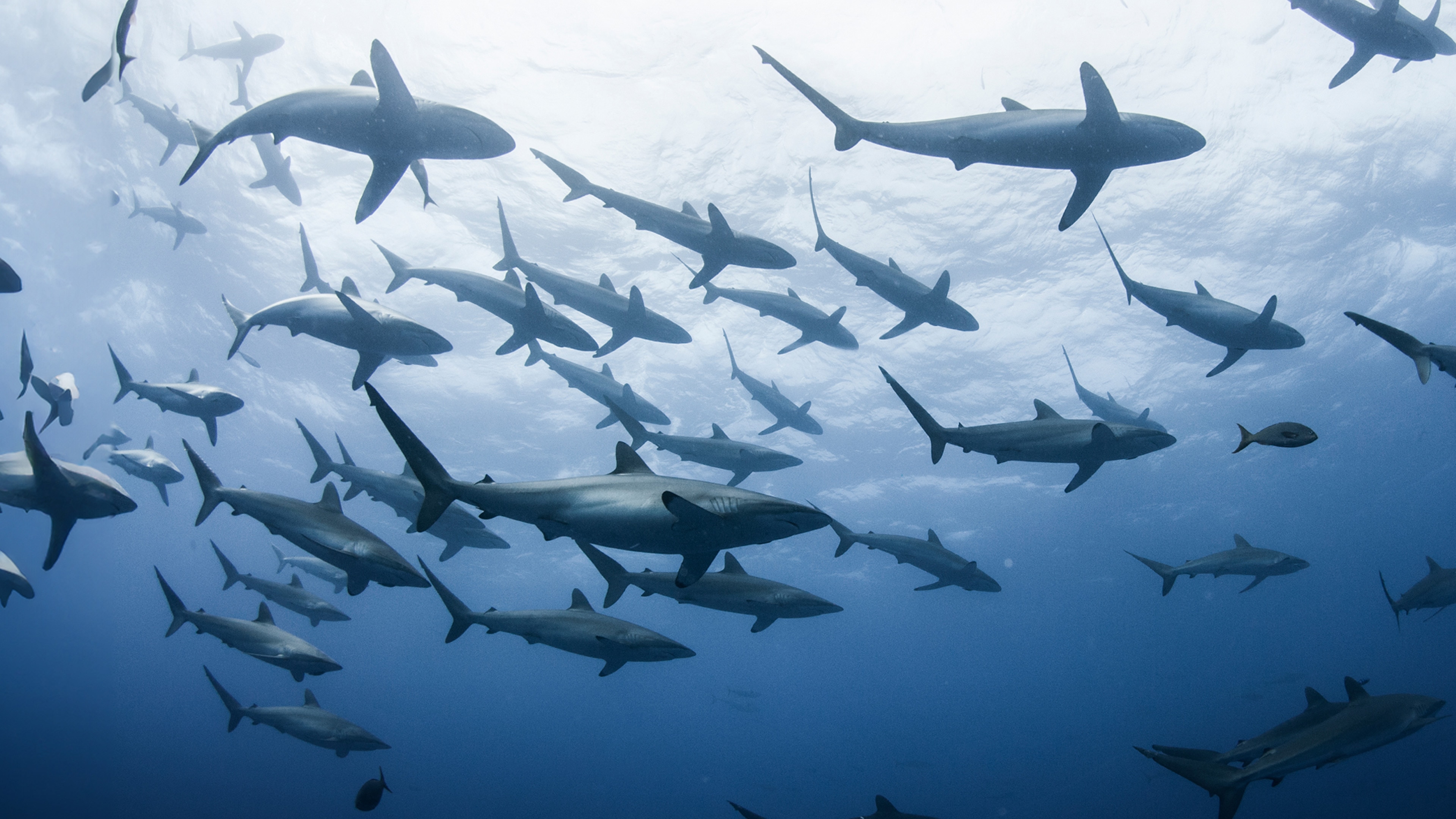 Watch Extinct or Alive: Land of the Lost Sharks | Max