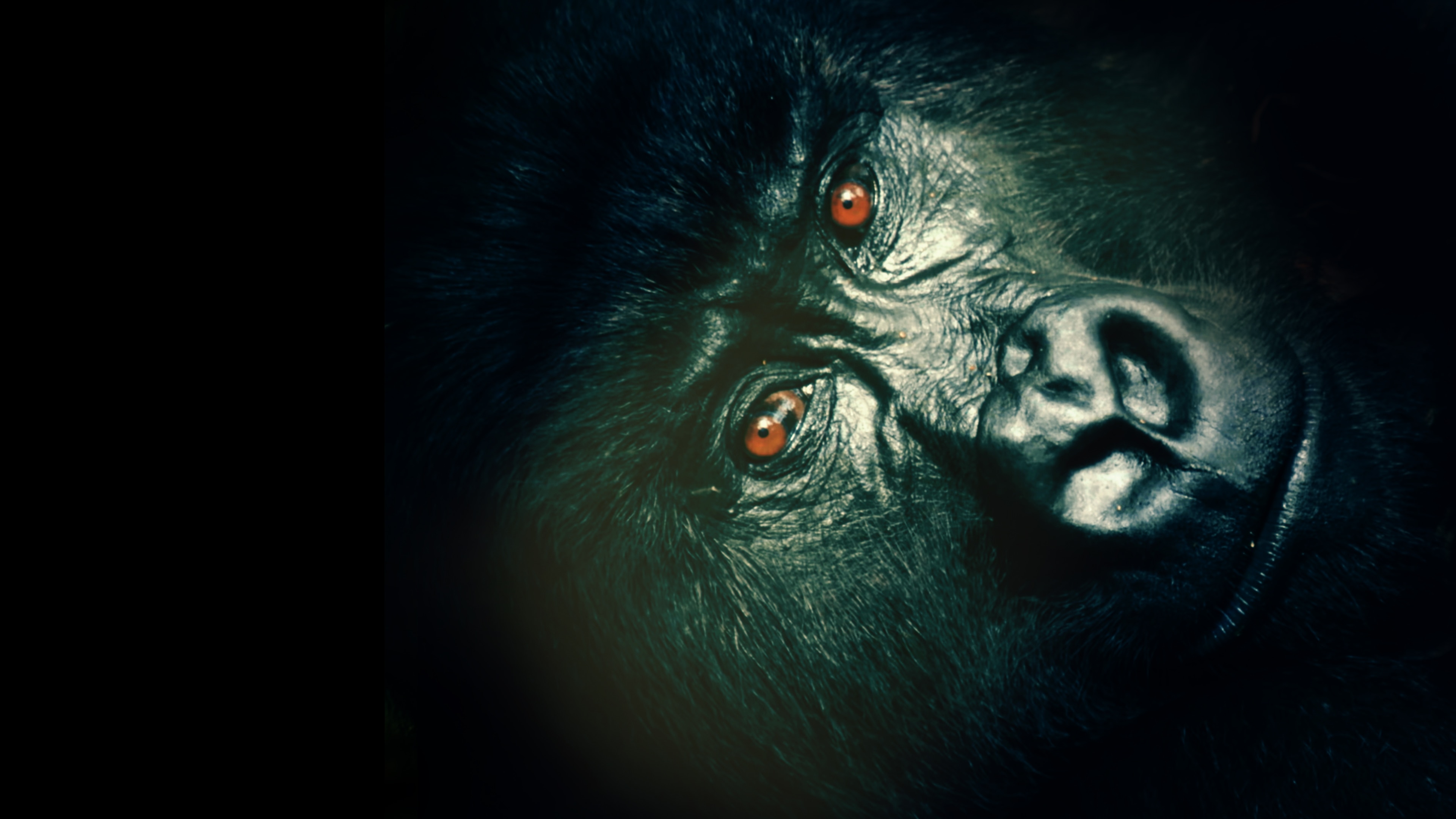 Watch Wild Frank: Gorillas | HBO Max