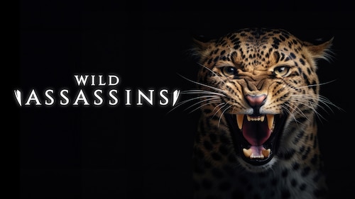 Watch Wild Assassins | HBO Max
