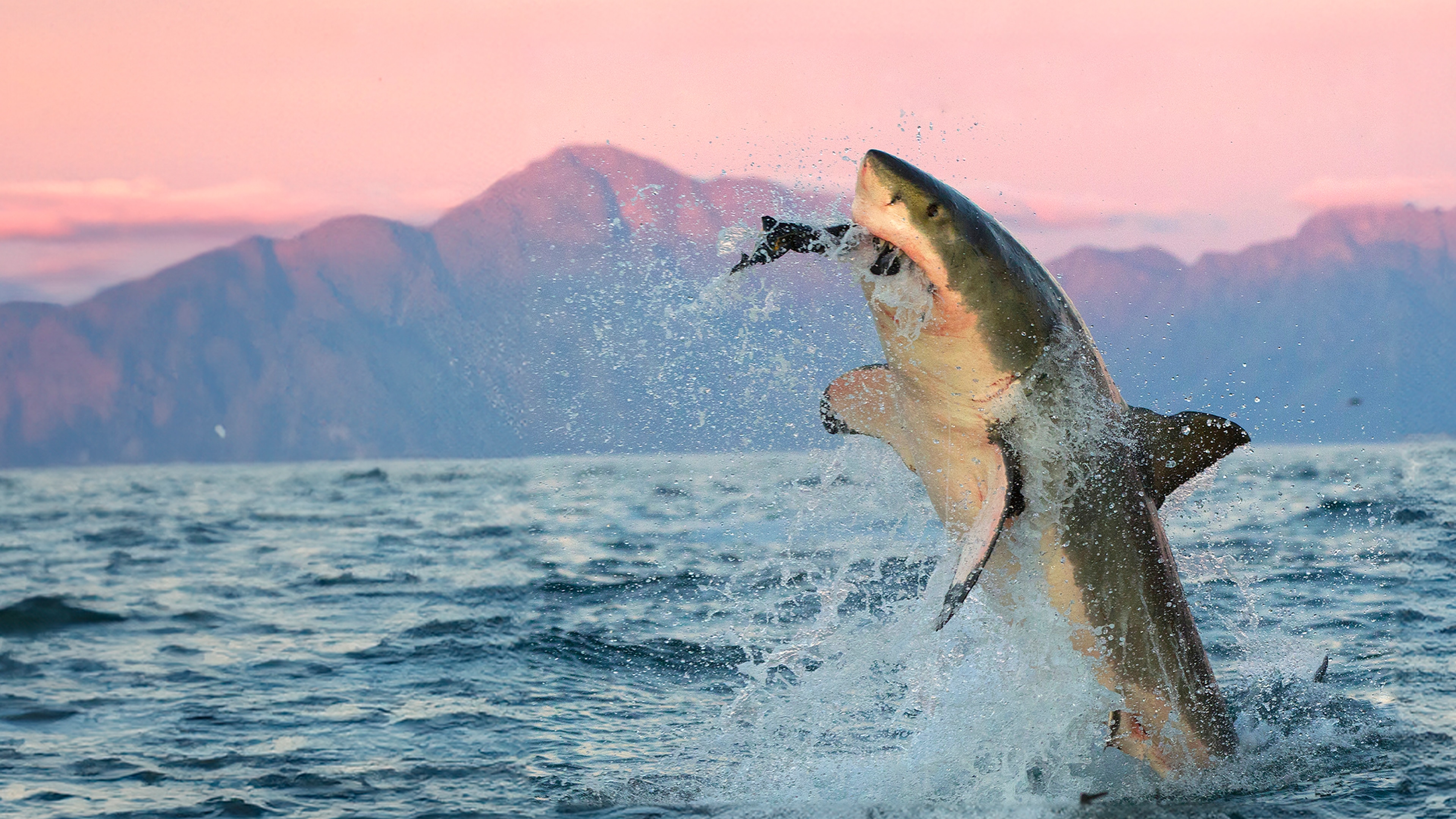 Watch Air Jaws: Fin of Fury | Max