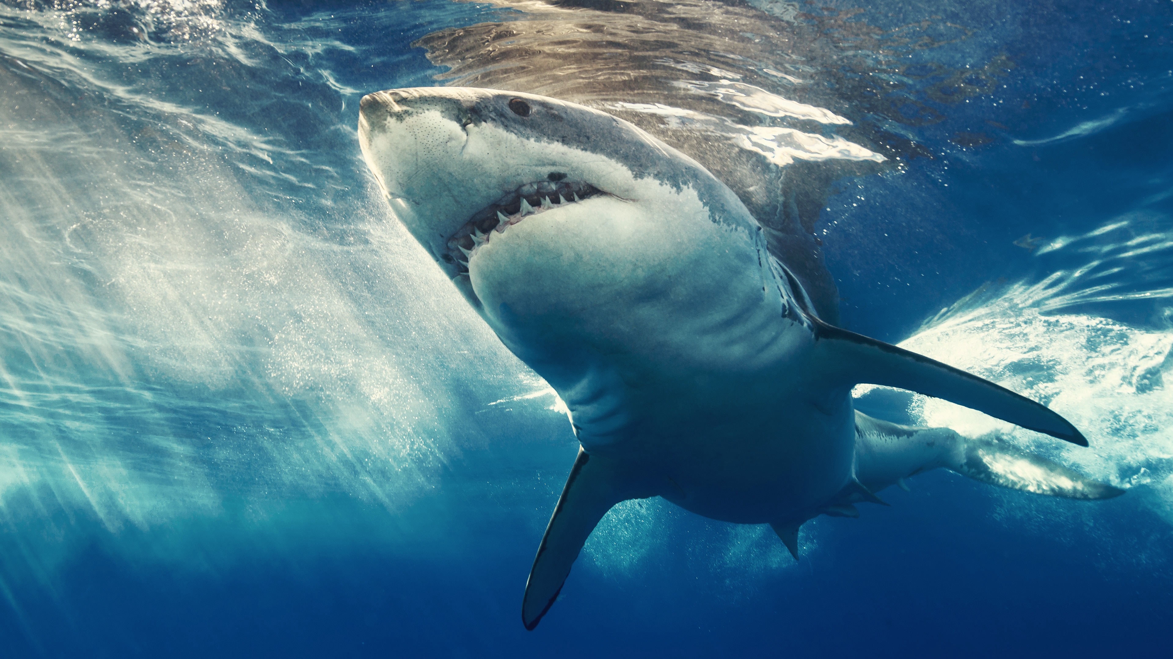 Watch Laws of Jaws: Dangerous Waters | HBO Max