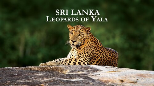 Watch Sri Lanka - Leopards Of Yala | Season 1 Episode 1 | HBO Max