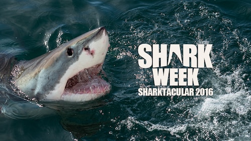 Watch Shark Week Sharktacular 2016 | discovery+