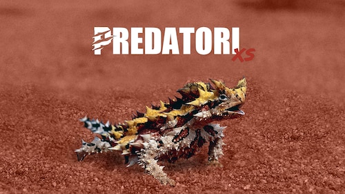 Guarda Predatori XS | discovery+